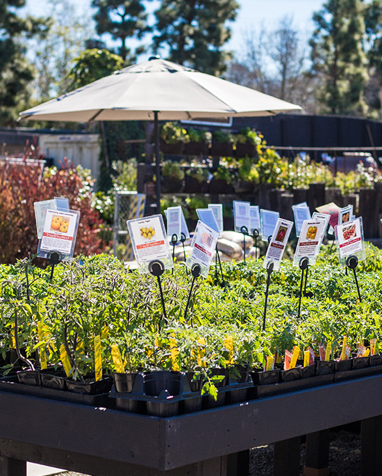 Tomatomania! | Parenting OC